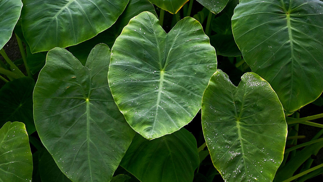 Aloha Grown